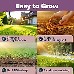 HOME GROWN Premium English Lavender Seeds, 1500 Non-GMO Herb Seeds, USA-Sourced Wildflower Seed for Planting Indoor/Outdoor, High Germination, Plant Flower Seeds