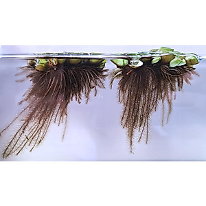 50+ Leaves Asian Watermoss (Salvinia cucullata) Live Aquarium Plant - Floating Aquatic Plant for Natural Fish Tank Decor and Oxygenation - Easy Care Aquatic Plants for Your Tank