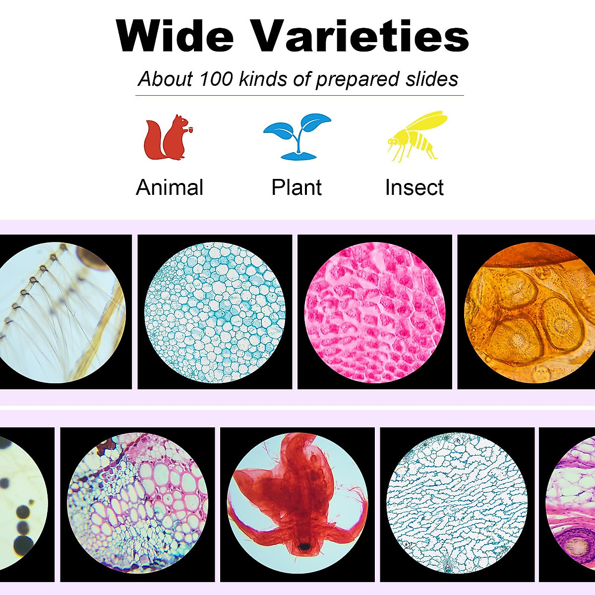 100 Pcs Microscope Slides with Specimens for Kids,Prepared Microscope Slides for Kids,Prepared Slides for Microscope,Microscope with Slides for Student Adults, Including Insect, Animal, Human Tissue