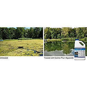 Cutrine-Plus Algaecide, 1 gal
