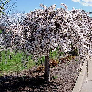 CHUXAY GARDEN Dwarf Weeping White Cherry Tree 5 Seeds Beauty White Privacy Screen Ornimental Tree Great for Planting