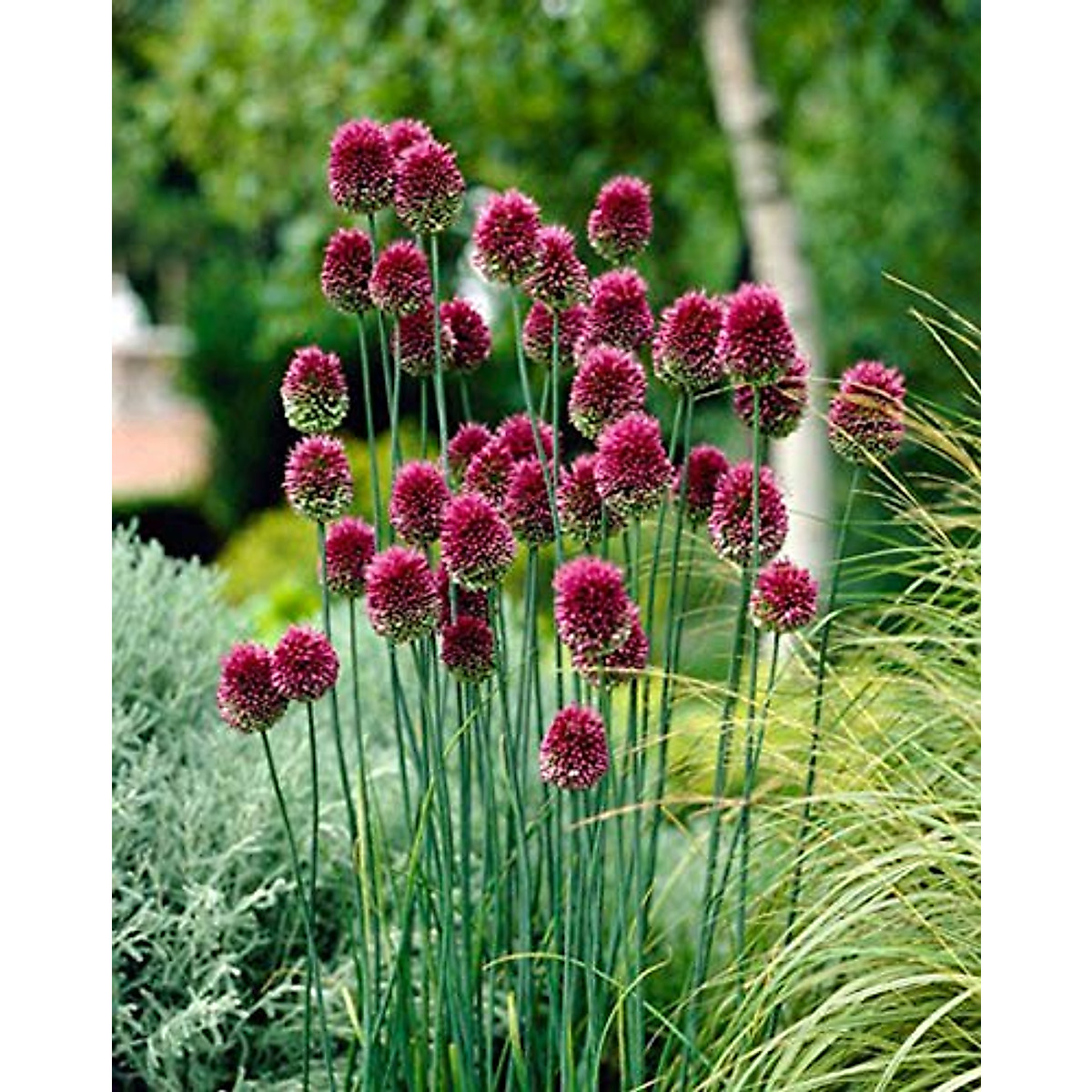 25 Allium Drumstick Bulbs for Planting - Exotic Blooming Onion - Beautiful Spring Flowers