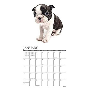 Just Boston Terrier Puppies 2021 Wall Calendar (Dog Breed Calendar)