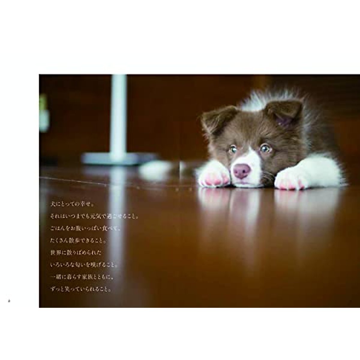 犬のいる暮らし 一生パートナーでいるために知っておきたいこと