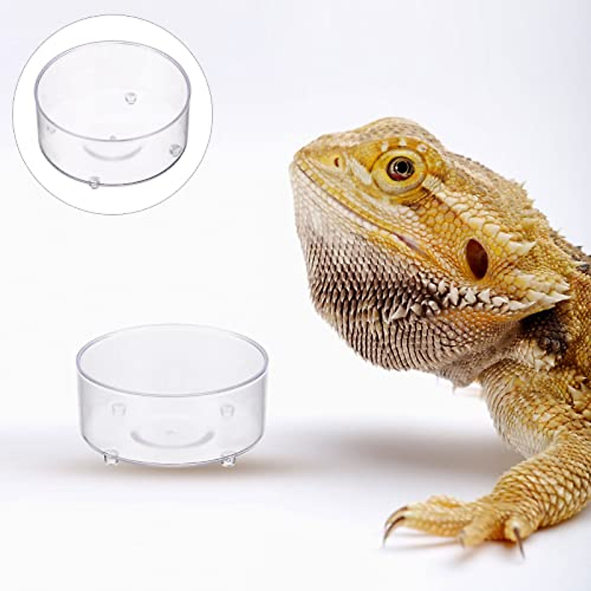 Reptile Food Bowls 30Pcs Reptile Water Bowls Reptile Feeder Food Dish Transparent Food Bowl Terrarium Bowls Worm Dish for Tortoise Lizard Bearded Dragon Frog Leopard Gecko Snake