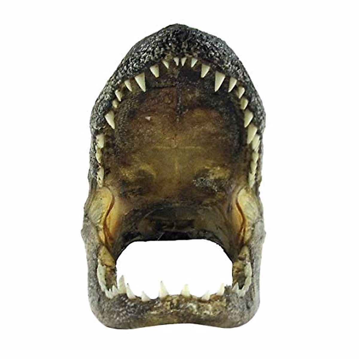 Pen Kit Mall - Taxidermy American Alligator Head (6-7 Inch) Authentic Florida Wildlife Real Animal Reptile Skull