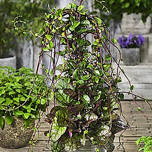 Outsidepride Basella Rubra Malabar Spinach Climbing Vine Herb Garden Plants - 100 Seeds