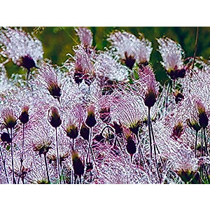 25 Prairie Smoke Seeds | Ships from Iowa. Rare and Hard to Find Geum triflorum Seeds - Native Wildflower