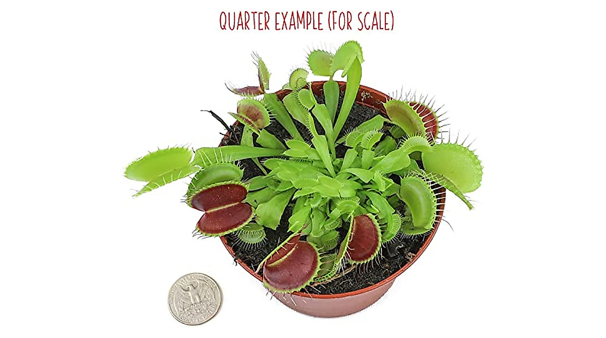 Buy Live Venus Fly Trap Plant for Indoor Pest Control | Altman Plants