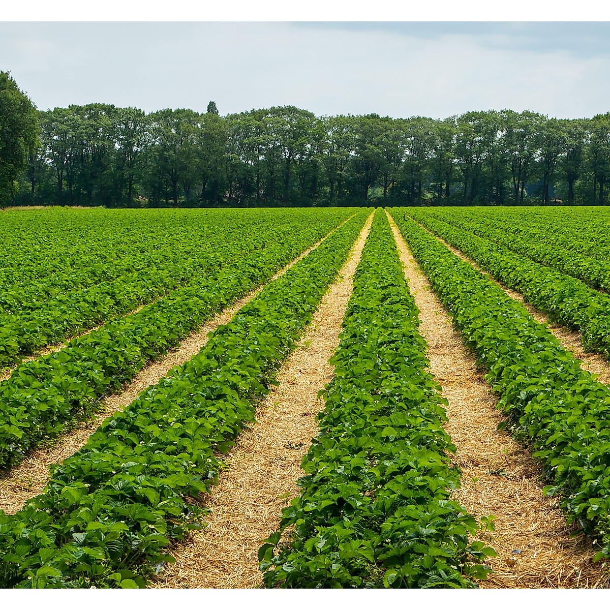 Dripworks Drip Tape Irrigation Kit for Watering Row Crops in Farms - Waters Upto 10 20' Rows | Agricultural Grade Components | Trusted Brand Since 1991