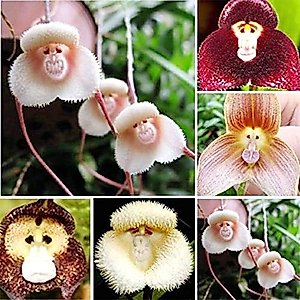 QAUZUY GARDEN 100 Rare Monkey Face Orchid Plant Seeds Monkey Orchid Monkey-Like Dracula Simia Seeds Blooms at Any Season Great Garden Gift