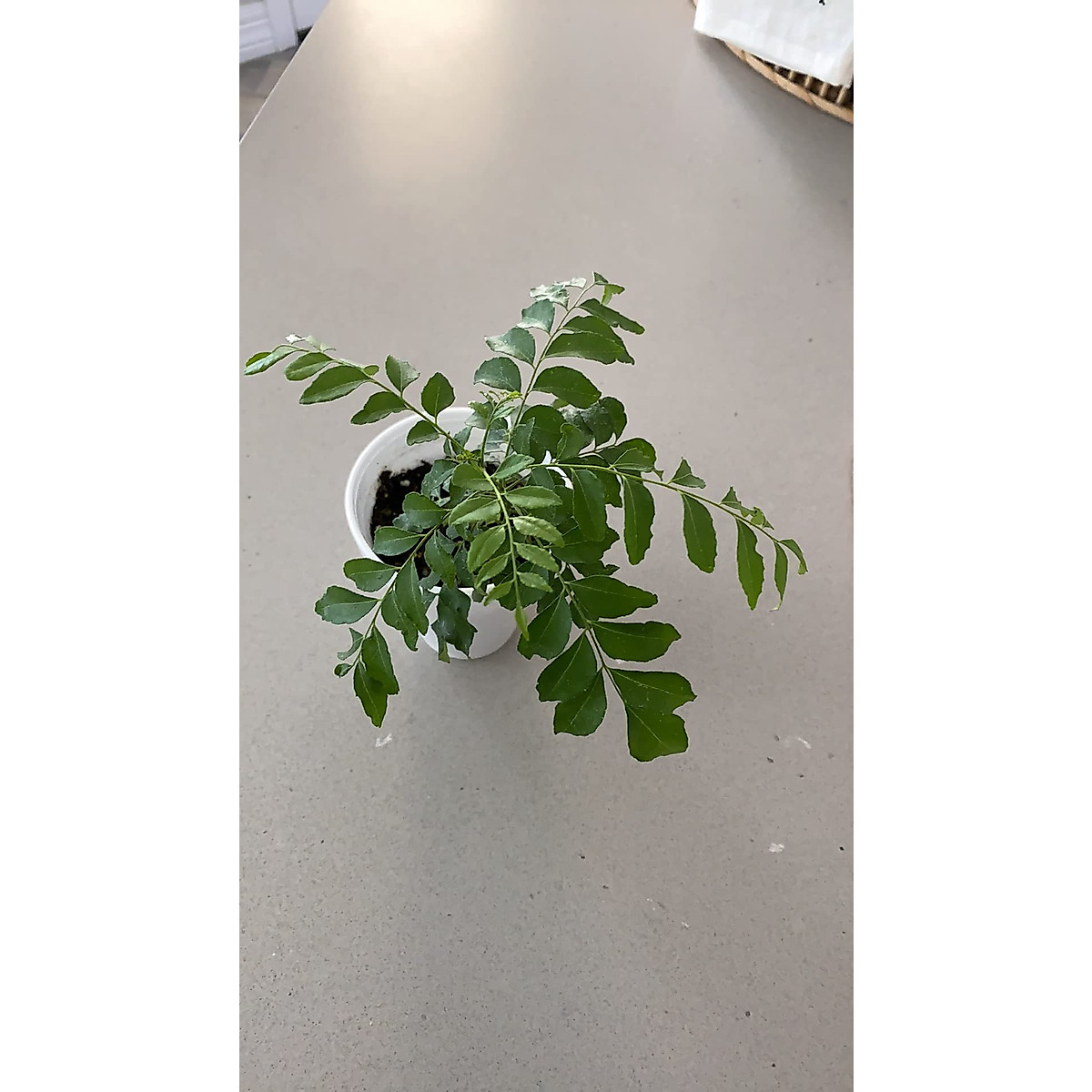 Curry Leaf Plant - Live Plant (Murraya Koenigii), 6 Inches