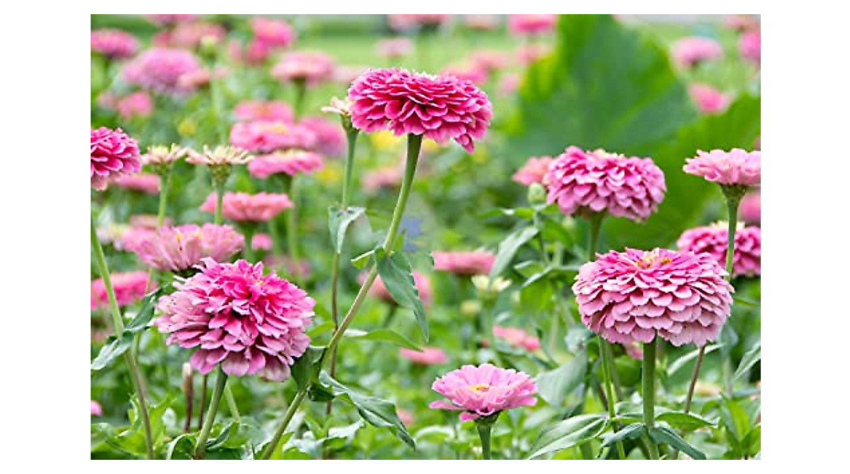 500+ Mix Colors Zinnia Seeds for Planting Outdoors, Heirloom Non-GMO 90 ...