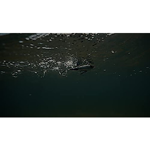 Berkley Choppo Saltwater Fishing Hard Bait, Black Chrome, 120mm - 1 oz