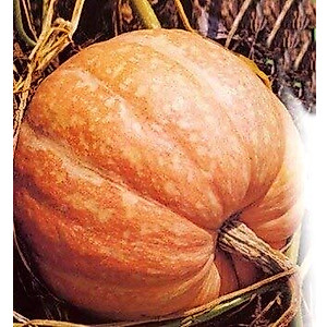 Giant Pumpkin Titan 10 Seeds for Planting Large Oversized Squash Gourd Non-GMO