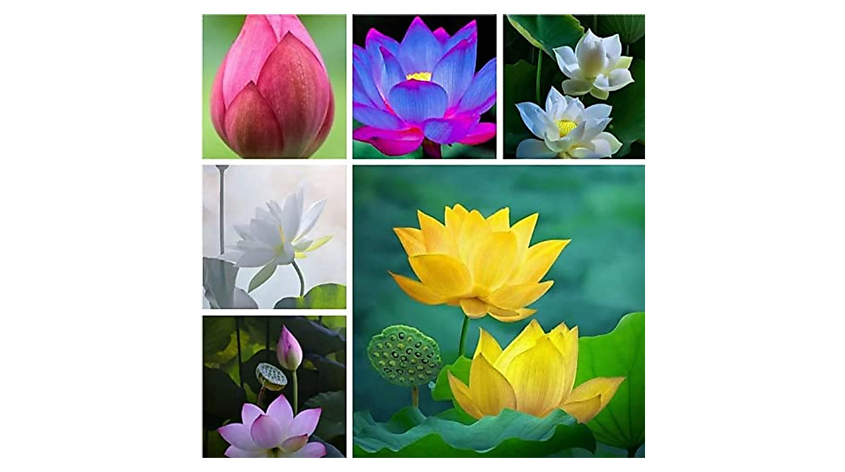30 Pcs Mixed Bonsai Lotus Flower Seeds for Water Gardens