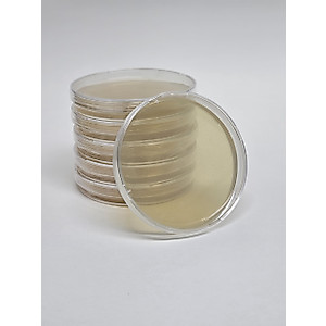 Malt Extract Agar Plates for Mycology, 10 Pack