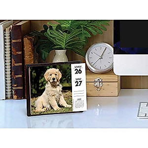 Just Goldens 2021 Box Calendar (Dog Breed Calendar)