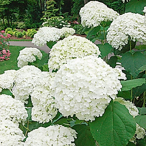 QAUZUY GARDEN 50 Premium Hydrangea Seeds White Hortensia - Attractive Perennial Flowering Shrub Bush Tree - Attract Pollinators & Fast-Growing - Striking Accent Landscape Plant