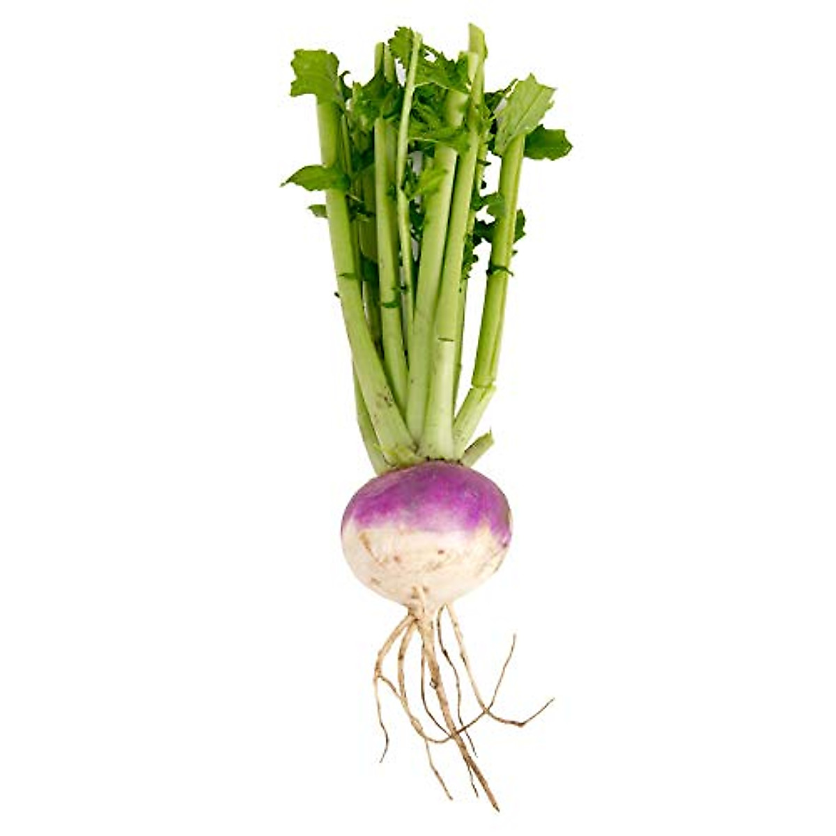 Purple Top Turnip Seeds for Planting, 1000+ Heirloom Seeds Per Packet, (Isla's Garden Seeds), Non GMO Seeds, Botanical Name: Brassica rapa subsp. rapa, Great Home Garden Gift