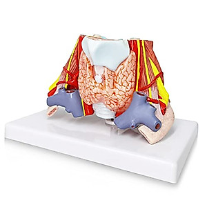 Evotech Human Neck Anatomical Model, Life Size Neck Region Anatomy Model Showing Arteries, Veins, Muscles and Bones with Base and Colorful Manual