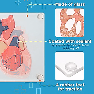 Anatomic Heart Specimen Coasters (Set of 6) - 3D Brain Coaster Set Also Available. Human Anatomy Gifts Medical Student Gifts CNA Gifts for Women Best Gifts for Medical Students Thinkgeek Coasters