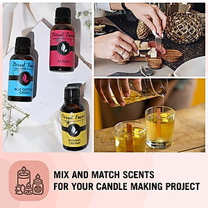 Citrus - Gift Set of 6 Premium Fragrance Oils - Lemon Grass, Lemon Blossom, Lemon Sugar, Lime, Grapefruit and Pineapple - 10ML