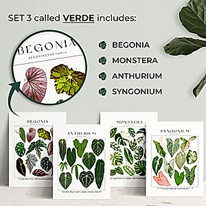 Buy 3 Get 1 Offer - Set of 4 UNFRAMED Plant Poster - Botanical Wall Art - Plant Stuff - Green Wall Art - Plant Wall Art - Plant Art Wall Prints - Plant Prints - Plant Pictures Wall Art 8x10" (VERDE)