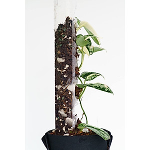 THICCLY Medium 3.0 GrowPole (5 Piece Set) Front Opening Plastic Moss Poles for Monstera