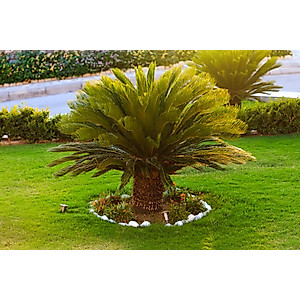 Sago Palm Seeds for Planting - Great Indoor Plant (6 Seeds)