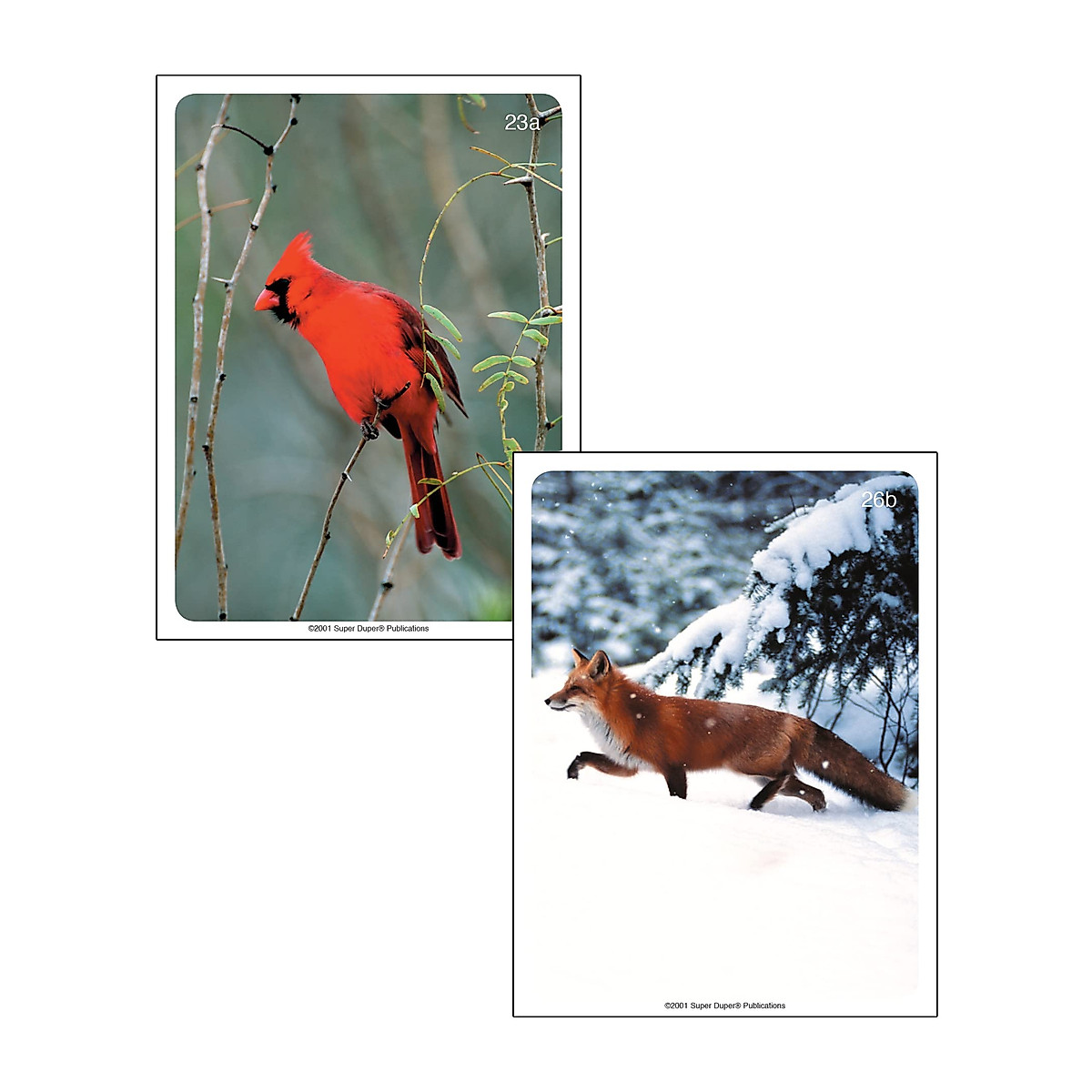 Super Duper Publications | Webber® Animals Photo Card Deck | Educational Learning Resource for Children