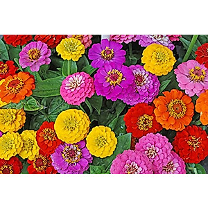 "State Fair Mix" Zinnia Flower Seeds for Planting, 100+ Seeds Per Packet, (Isla's Garden Seeds), Non GMO & Heirloom Seeds, Scientific Name: Zinnia elegans, Great Home Garden Gift