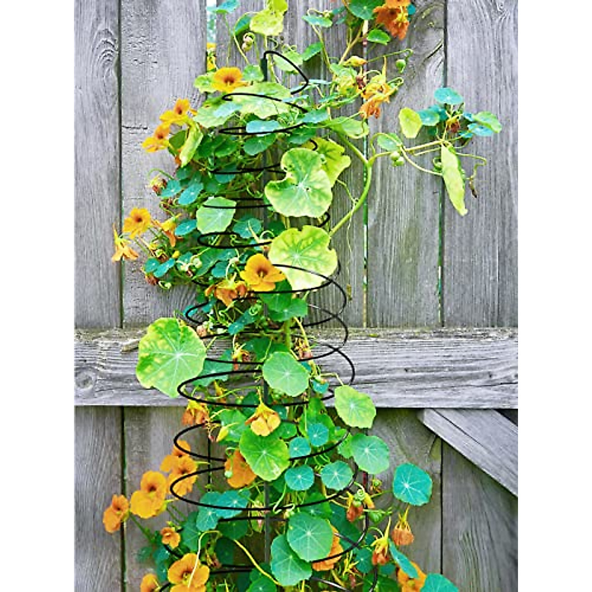 Pea Trellis Green Bean Trellis for Garden - 2 Pack Sugar Snap Tower Stretchable to 53.6 in, Metal Climbing Plant Growing Cage Support for Cucumber Vine Indoor Outdoor (Stick Not Include)