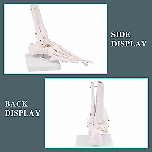 RONTEN Human Foot Skeletal Model, Life-Size Model Showing The Fibula, Tibia, Tarsus, Metatarsal and Phalanges of The Human Left Foot, Simulating Natural Motion
