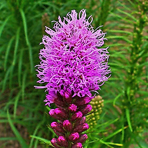 Gayfeather/Blazing Star Seeds - 1 Pound - Purple Flower Seeds, Heirloom Seed Attracts Bees, Attracts Butterflies, Attracts Hummingbirds, Attracts Pollinators, Container Garden