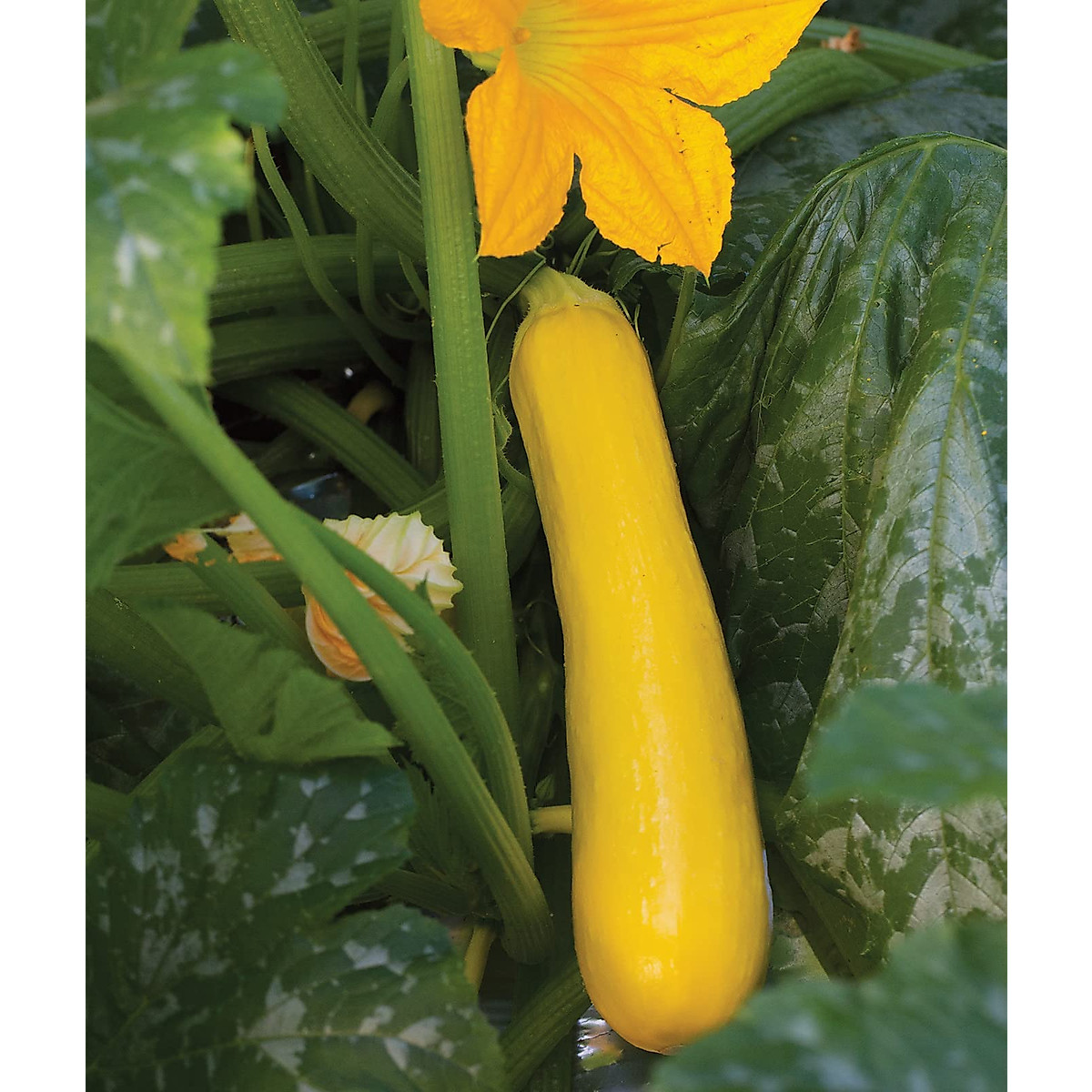 Burpee Butterstick Zucchini Summer Squash Seeds 25 seeds