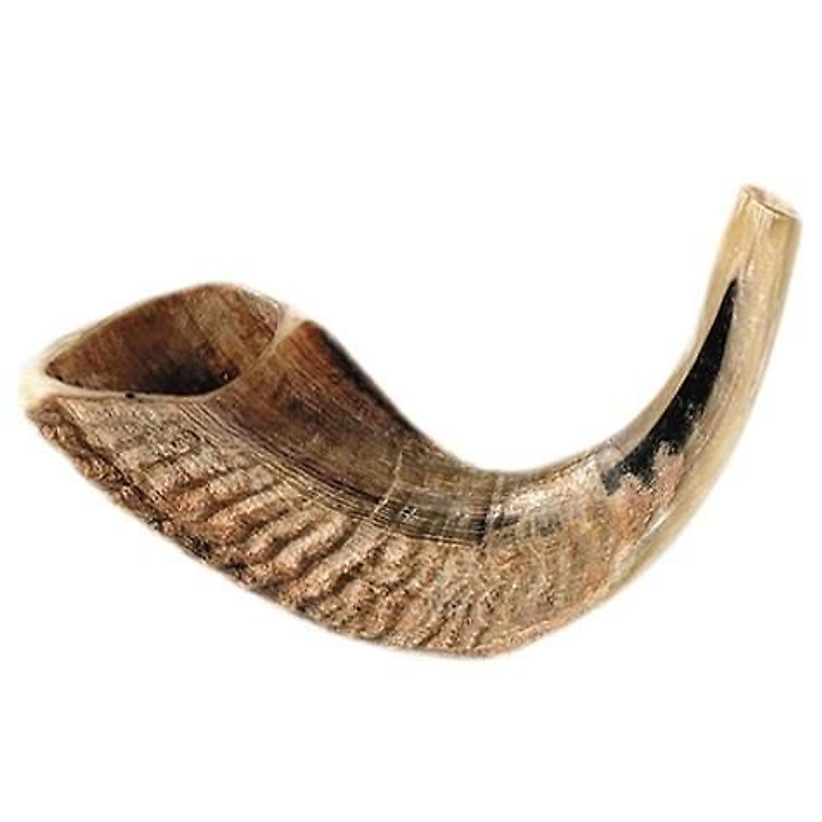 Shofar Ram's Horn Shofar Medium size 39-42cm Natural White