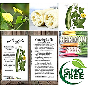 Big Pack - (100) Luffa Luffa Cylindrica Loofah Seeds - Dishcloth Or Luffa Gourd Fruits Grow To Approx. 2' - Non-GMO Seeds By MySeeds.Co (Big Pack - Luffa Gourd Reg)