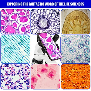 Compound Binocular Microscope, WF10x and WF25x Eyepieces,40X-2000X Magnification, LED Illumination Two-Layer Mechanical Stage (Binocular Four-Hole Microscope)