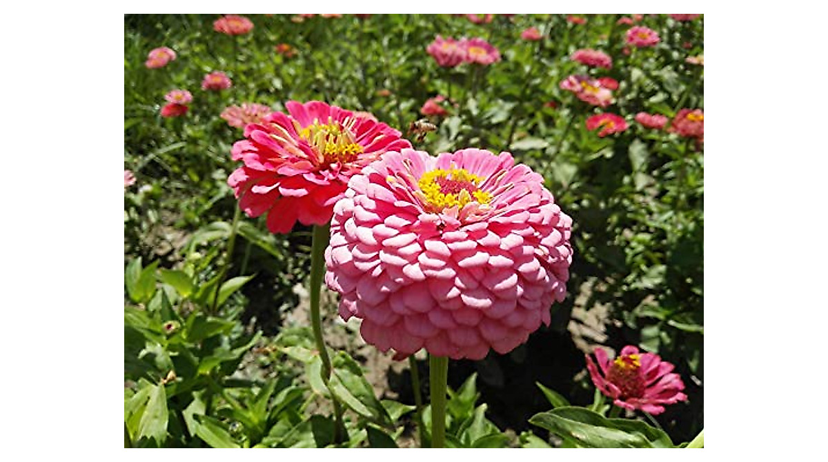 Bright Mixed Double Zinnia Seeds - 150+ Flower Varieties