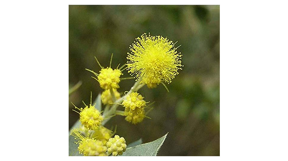 Golden Mimosa Seeds - Bloom All Year Round