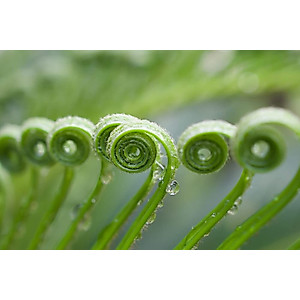 Sago Palm Seeds for Planting - Great Indoor Plant (6 Seeds)