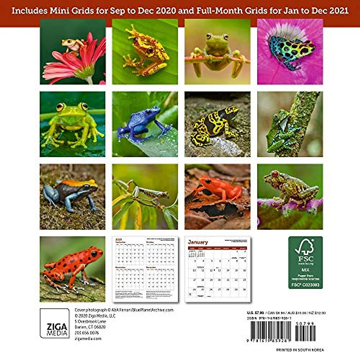 Frogs Mini Wall Calendar 2021, 7" x 7"