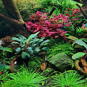 Greenpro | Polaris Eriocaulon Cinerum Tissue Culture Live Aquarium Plants Midground for Fish Tank Decoration