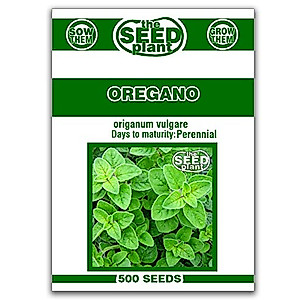 Oregano Seeds - 500 Seeds Non-GMO