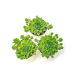Sempervivum Succulents Plants Live Indoor Plants (3PK), Sempervivum Plants Live Houseplants, Hen and Chicks Live Plants Indoor House Plants, Rosette Succulent Plants in Plant Pots by Plants for Pets