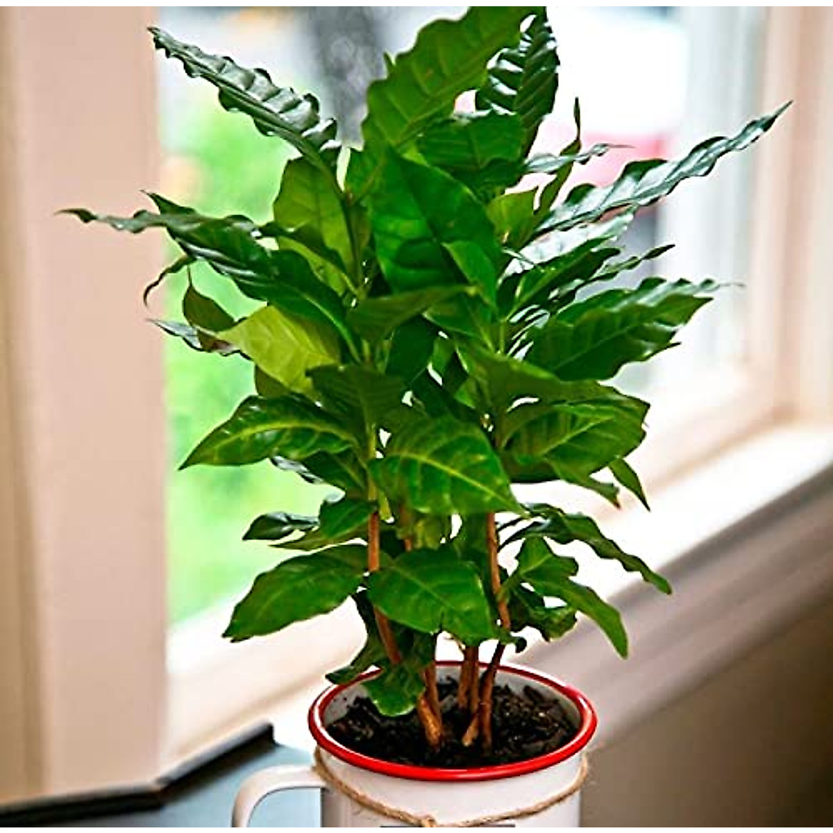 SeedsUP - 5+ Seeds Arabian Coffee Tree (Mountain Plant) - Tree Dwarf