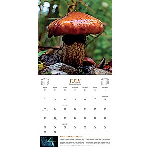 Fantastic Fungi Wall Calendar 2023: For Mycologists, Artists, Foodies, Ecologists, Doctors, and Explorers