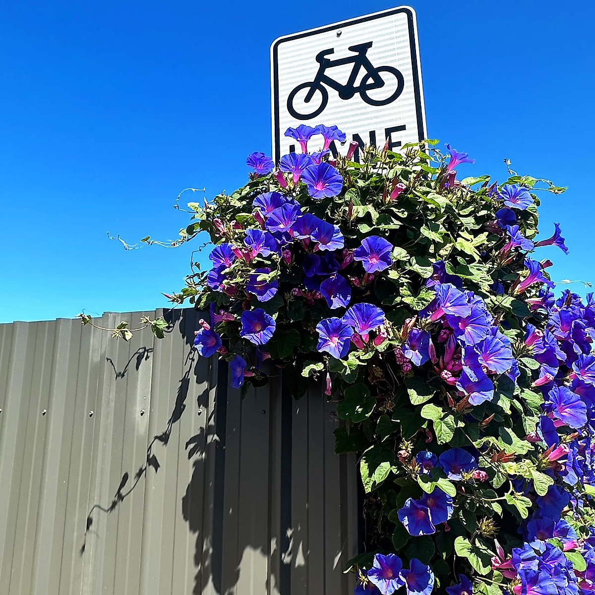 5200+ Petunia Seeds Grandiflora Flowers Mixed Rainbow Color for Bonsai Planting Home Garden House Plant Flower Seed Mix Color