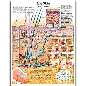 Skin Science Anatomy Posters for Walls Medical Nursing Students Educational Anatomical Human Organs Skeletal Muscles Poster Chart Medicine Disease Map for Doctor Enthusiasts Kid's Enlightenment Education W